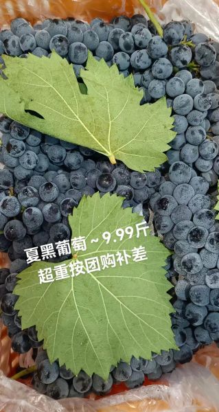 夏黑葡萄多少钱一斤_夏黑葡萄价格行情-第2张图片-山城妙识
