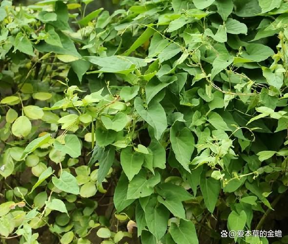 夜交藤的副作用有哪些_夜交藤长期吃会伤肝吗-第2张图片-山城妙识