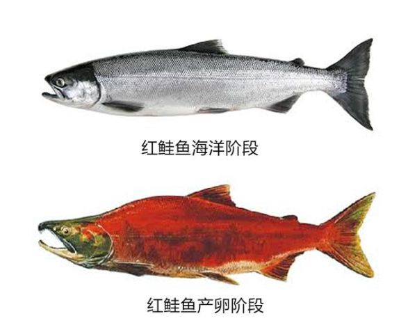 大马哈鱼产卵后为什么会死_生命周期有多长-第3张图片-山城妙识