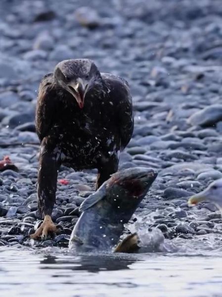 大马哈鱼产卵后为什么会死_生命周期有多长-第1张图片-山城妙识