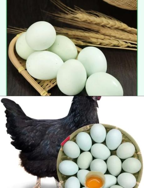 乌鸡蛋怎么吃最好_乌鸡蛋营养价值高吗-第2张图片-山城妙识 乌鸡蛋怎么吃最好_乌鸡蛋营养价值高吗-第2张图片-山城妙识