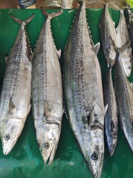 巴鱼多少钱一斤_巴鱼价格行情-第1张图片-山城妙识