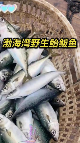 巴鱼多少钱一斤_巴鱼价格行情-第2张图片-山城妙识