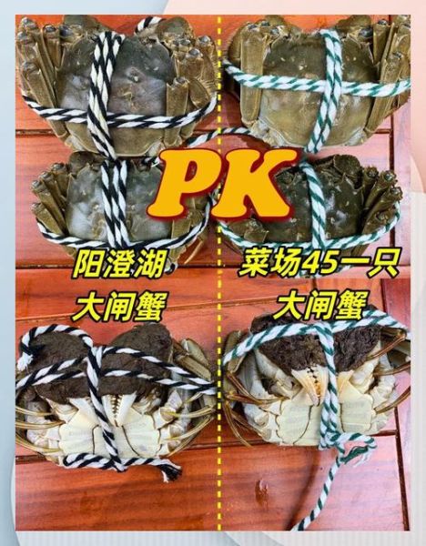 太湖大闸蟹和阳澄湖大闸蟹的区别_哪个更好吃-第2张图片-山城妙识 太湖大闸蟹和阳澄湖大闸蟹的区别_哪个更好吃-第2张图片-山城妙识