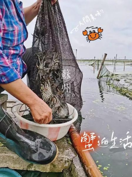 阳澄湖大闸蟹什么时候上市_上市时间准确吗-第2张图片-山城妙识 阳澄湖大闸蟹什么时候上市_上市时间准确吗-第2张图片-山城妙识
