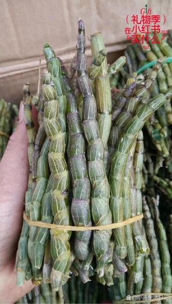 铁皮石斛图片及价格_铁皮石斛多少钱一斤-第3张图片-山城妙识 铁皮石斛图片及价格_铁皮石斛多少钱一斤-第3张图片-山城妙识