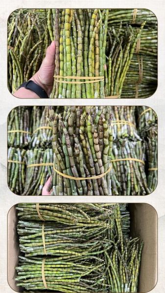 铁皮石斛图片及价格_铁皮石斛多少钱一斤-第2张图片-山城妙识 铁皮石斛图片及价格_铁皮石斛多少钱一斤-第2张图片-山城妙识