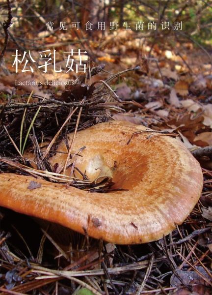 无毒野生菌图片大全_如何分辨可食用野生菌-第2张图片-山城妙识 无毒野生菌图片大全_如何分辨可食用野生菌-第2张图片-山城妙识