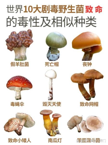 无毒野生菌图片大全_如何分辨可食用野生菌-第3张图片-山城妙识 无毒野生菌图片大全_如何分辨可食用野生菌-第3张图片-山城妙识