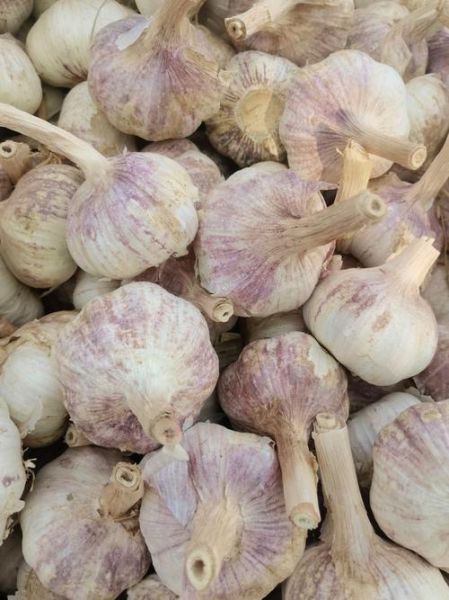 今日金乡大蒜价格多少钱一斤_金乡大蒜最新行情-第3张图片-山城妙识 今日金乡大蒜价格多少钱一斤_金乡大蒜最新行情-第3张图片-山城妙识