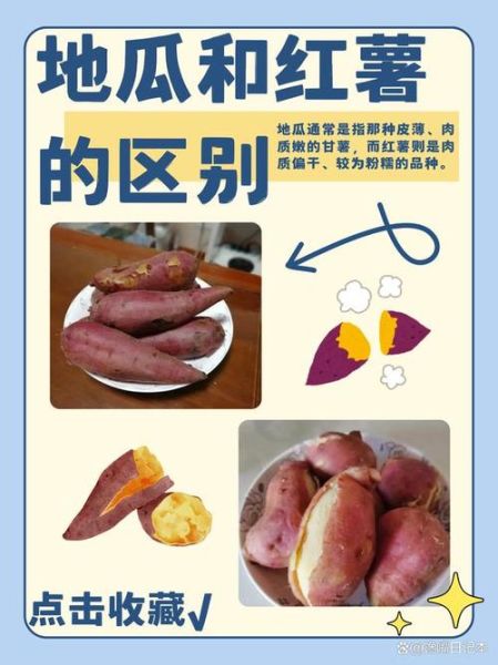 甘薯是什么_甘薯和红薯的区别-第1张图片-山城妙识 甘薯是什么_甘薯和红薯的区别-第1张图片-山城妙识