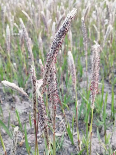 白茅根长什么样_白茅根植物图片怎么识别-第1张图片-山城妙识