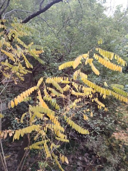 槐树叶子图片大全_如何识别不同品种-第1张图片-山城妙识