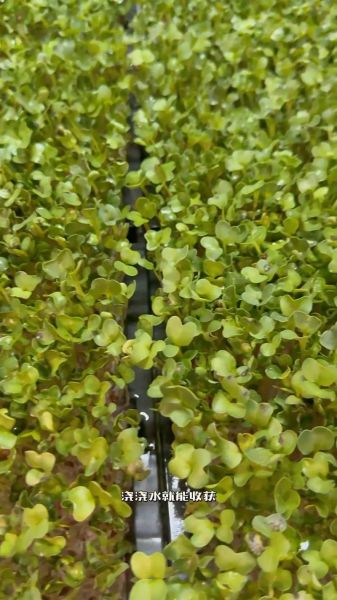 芽苗菜怎么种植_家庭无土栽培步骤-第1张图片-山城妙识