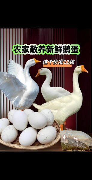 鹅蛋价格多少钱一斤_鹅蛋多少钱一个-第1张图片-山城妙识