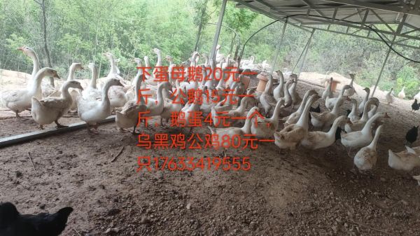 鹅蛋价格多少钱一斤_鹅蛋多少钱一个-第2张图片-山城妙识