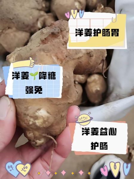 腌制洋姜的功效与作用_洋姜怎么腌制最好吃-第1张图片-山城妙识