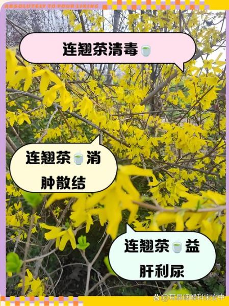 连翘的功效与作用_连翘泡水喝有什么禁忌-第1张图片-山城妙识