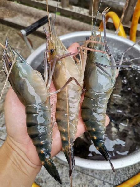 沼虾图片_沼虾怎么分辨公母-第3张图片-山城妙识