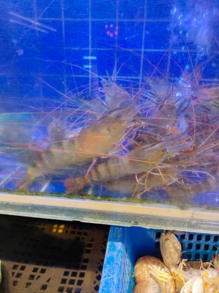 沼虾图片_沼虾怎么分辨公母-第1张图片-山城妙识