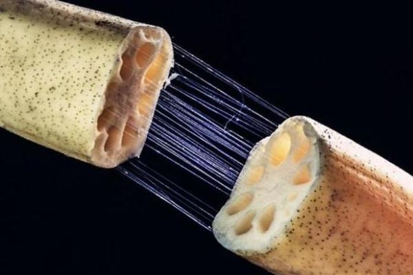 藕断丝连是什么意思_藕断丝连的典故由来-第1张图片-山城妙识