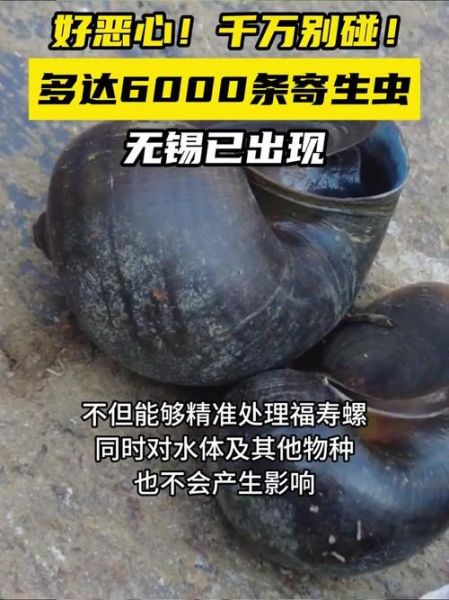 福寿螺寄生虫_福寿螺寄生虫有哪些-第1张图片-山城妙识 福寿螺寄生虫_福寿螺寄生虫有哪些-第1张图片-山城妙识