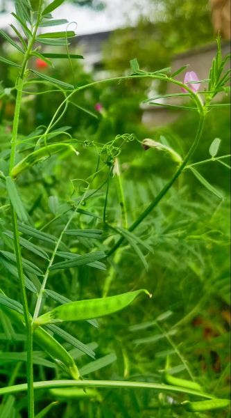 野豌豆苗的功效与作用_野豌豆苗怎么吃-第1张图片-山城妙识 野豌豆苗的功效与作用_野豌豆苗怎么吃-第1张图片-山城妙识