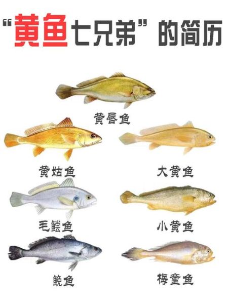 小黄鱼和黄花鱼有什么区别_哪个更好吃-第3张图片-山城妙识