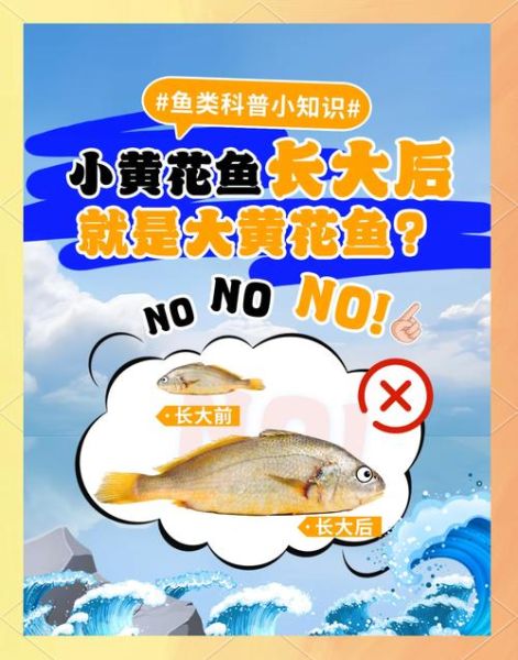 小黄鱼和黄花鱼有什么区别_哪个更好吃-第2张图片-山城妙识