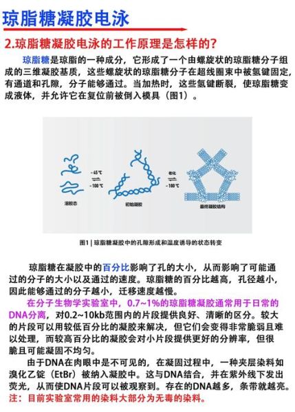 琼脂糖凝胶电泳失败原因_如何快速排查-第1张图片-山城妙识 琼脂糖凝胶电泳失败原因_如何快速排查-第1张图片-山城妙识
