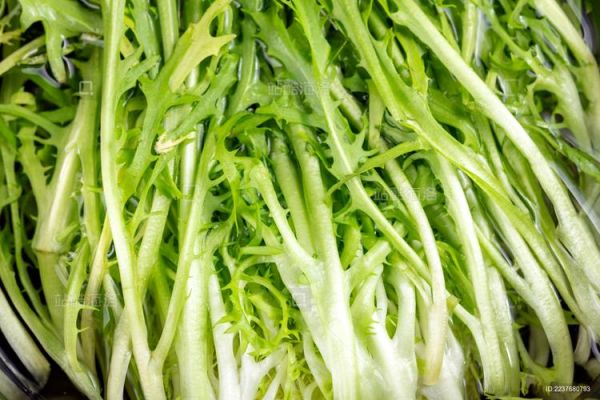 苦菊图片大全_苦菊长什么样-第3张图片-山城妙识 苦菊图片大全_苦菊长什么样-第3张图片-山城妙识