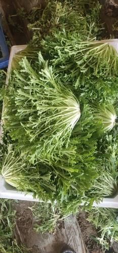 苦菊图片大全_苦菊长什么样-第1张图片-山城妙识 苦菊图片大全_苦菊长什么样-第1张图片-山城妙识