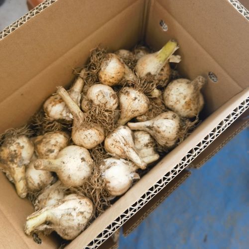 野生小蒜怎么腌制保存_能放多久不坏-第1张图片-山城妙识