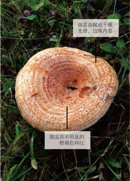 松蘑图片大全大图_松蘑怎么挑选-第1张图片-山城妙识