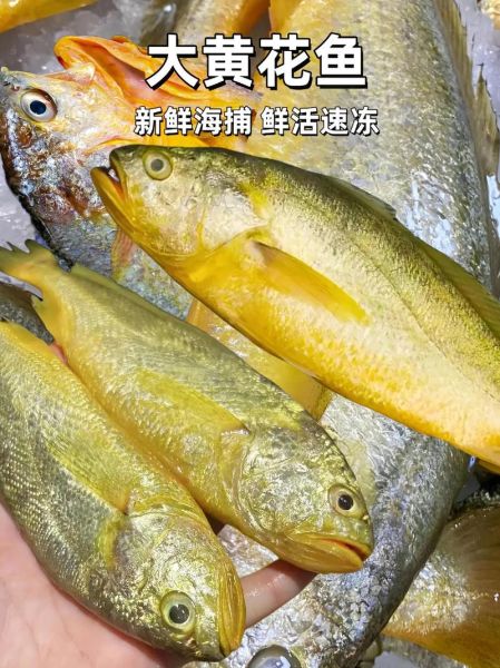 黄鱼是淡水鱼还是海水鱼_黄鱼生活在哪里-第3张图片-山城妙识