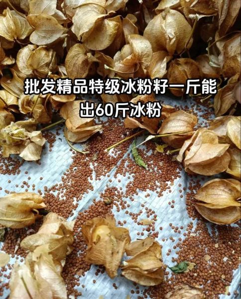 冰粉籽是什么植物的种子_冰粉籽和假酸浆籽一样吗-第2张图片-山城妙识