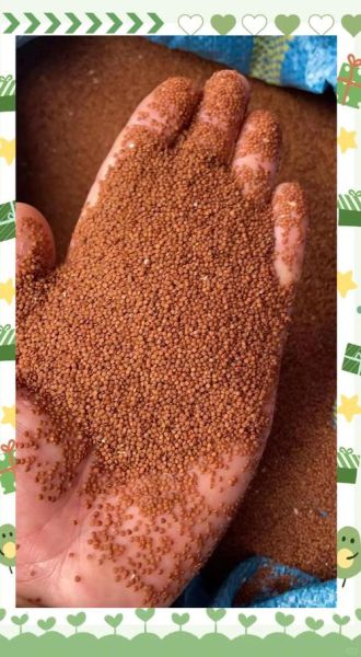 冰粉籽是什么植物的种子_冰粉籽和假酸浆籽一样吗-第3张图片-山城妙识