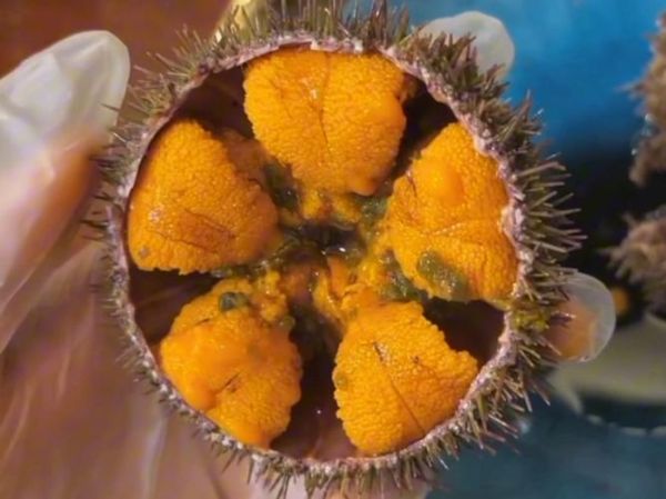 海胆怎么处理_海胆怎么清洗-第2张图片-山城妙识