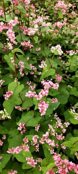 荞麦图片大全大图_荞麦长什么样-第2张图片-山城妙识