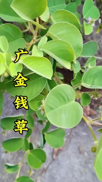 金钱草长什么样子_金钱草图片特征-第3张图片-山城妙识
