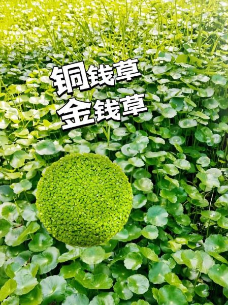 金钱草长什么样子_金钱草图片特征-第2张图片-山城妙识