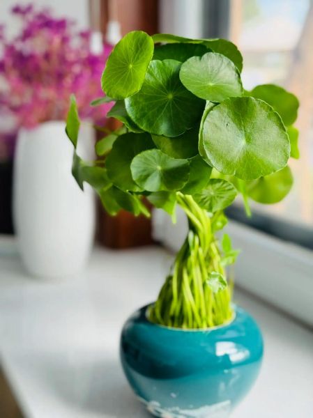 金钱草长什么样子_金钱草图片特征-第1张图片-山城妙识