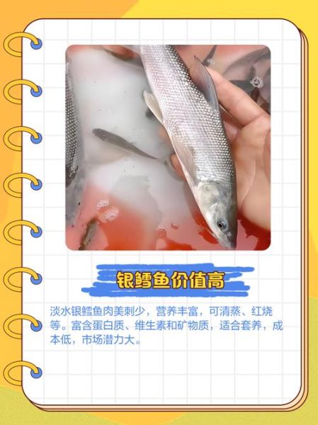淡水银雪鱼吃什么饵料_淡水银雪鱼饵料配方-第3张图片-山城妙识 淡水银雪鱼吃什么饵料_淡水银雪鱼饵料配方-第3张图片-山城妙识