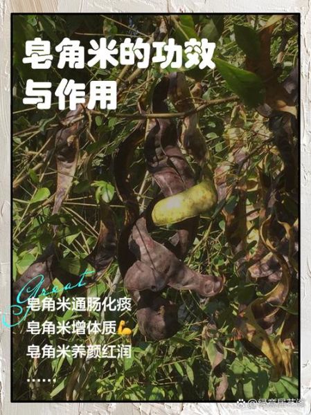 皂角米的功效与作用_皂角米怎么吃最好-第1张图片-山城妙识 皂角米的功效与作用_皂角米怎么吃最好-第1张图片-山城妙识