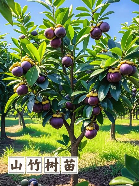 山竹是什么季节的水果_山竹几月份成熟-第1张图片-山城妙识