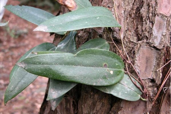 土茯苓长什么样_土茯苓图片如何辨别真假-第1张图片-山城妙识
