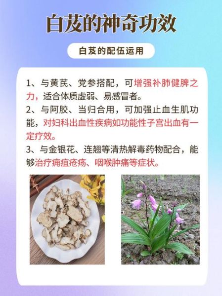 白芨的功效与作用_白芨的正确吃法-第2张图片-山城妙识 白芨的功效与作用_白芨的正确吃法-第2张图片-山城妙识