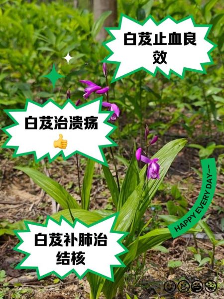 白芨的功效与作用_白芨的正确吃法-第1张图片-山城妙识 白芨的功效与作用_白芨的正确吃法-第1张图片-山城妙识
