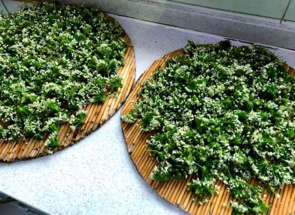 自制腌辣韭菜花怎么做_韭菜花腌制多久可以吃-第2张图片-山城妙识