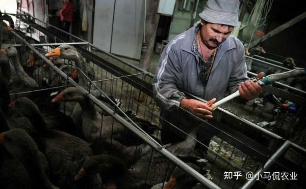 活取鹅肝图片_残忍还是必要-第2张图片-山城妙识